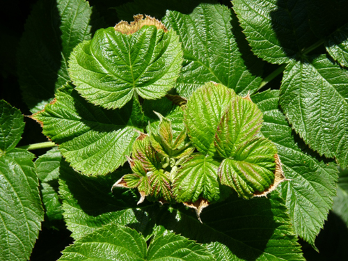 Linda Gilkeson | West Coast Gardening | West Coast Gardening: Natural ...