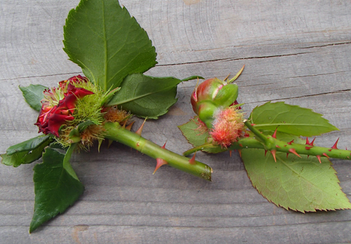 Linda Gilkeson | West Coast Gardening | West Coast Gardening: Natural ...